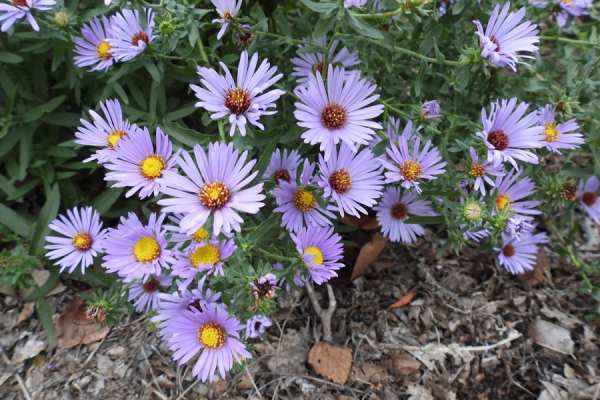 Aromatic Aster | MSD